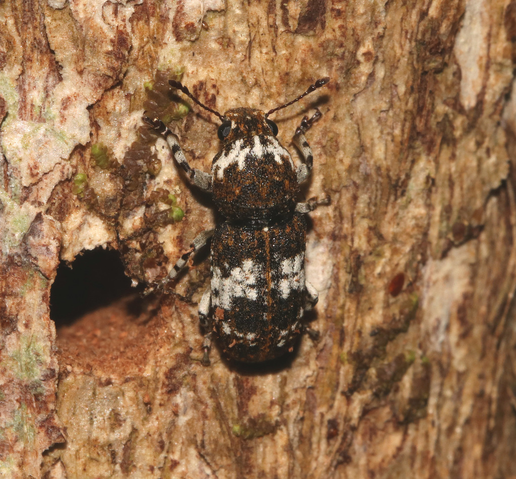 Dendropemon albopictus in December 2020 by juliegraham173 · iNaturalist