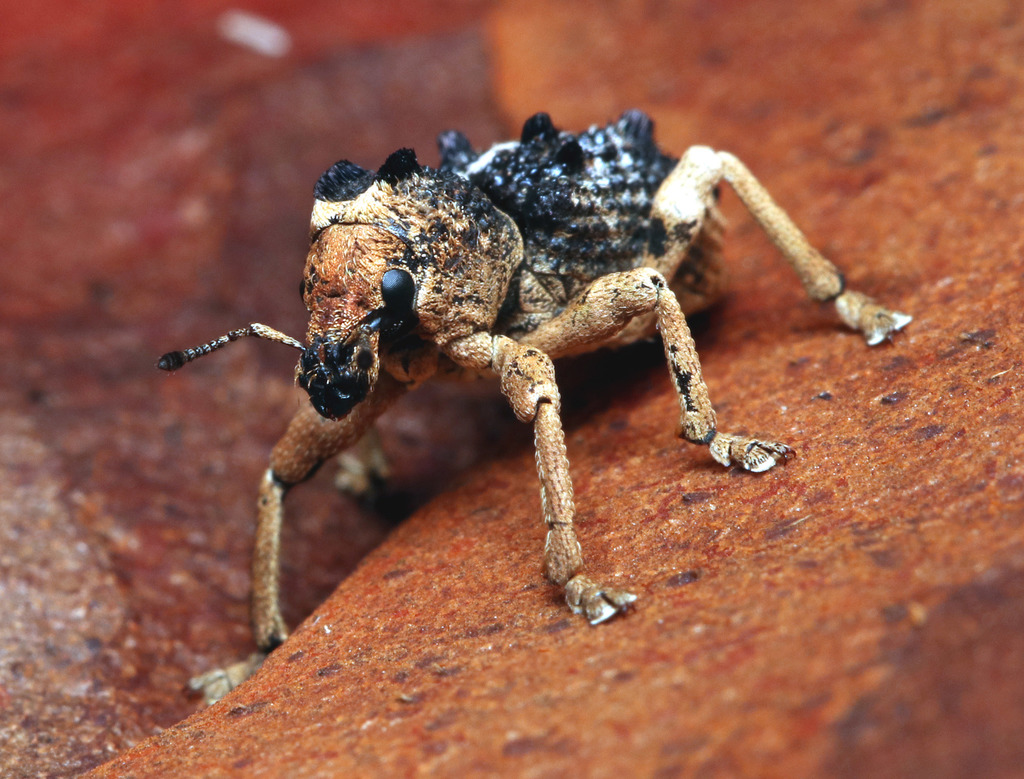 Aades cultratus in January 2021 by juliegraham173. Playing dead in the third image. Threw itself ...