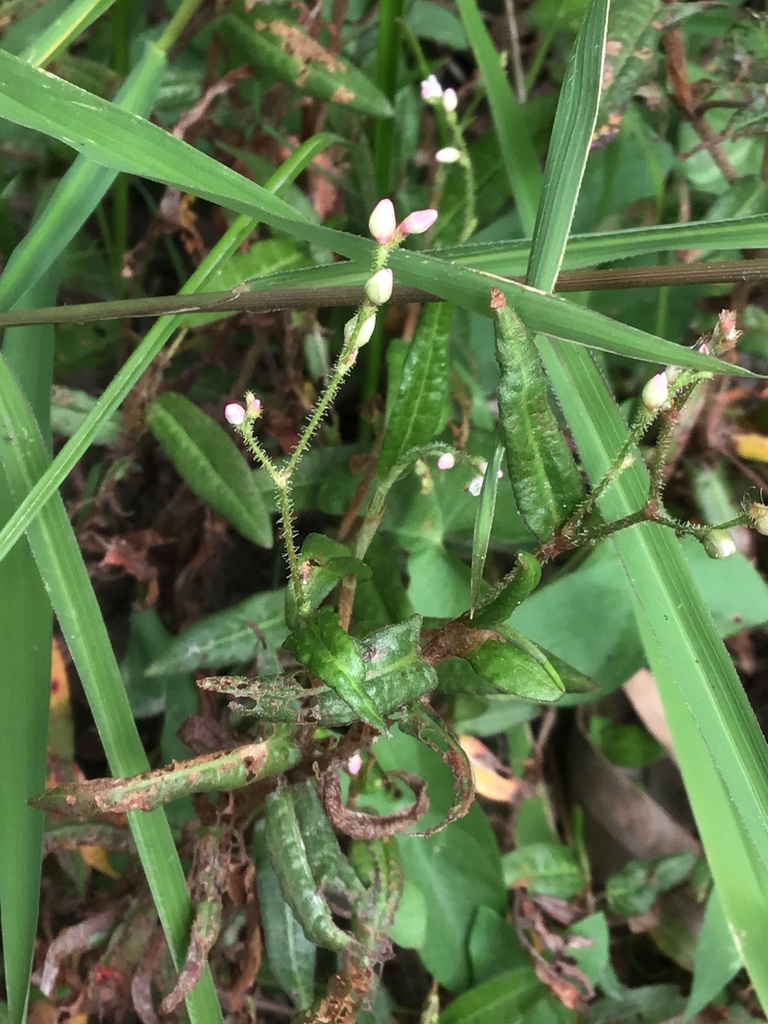 spotted knotweed from Launching Place, VIC, AU on February 20, 2021 at ...