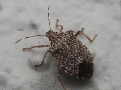 Bologna Check List · iNaturalist