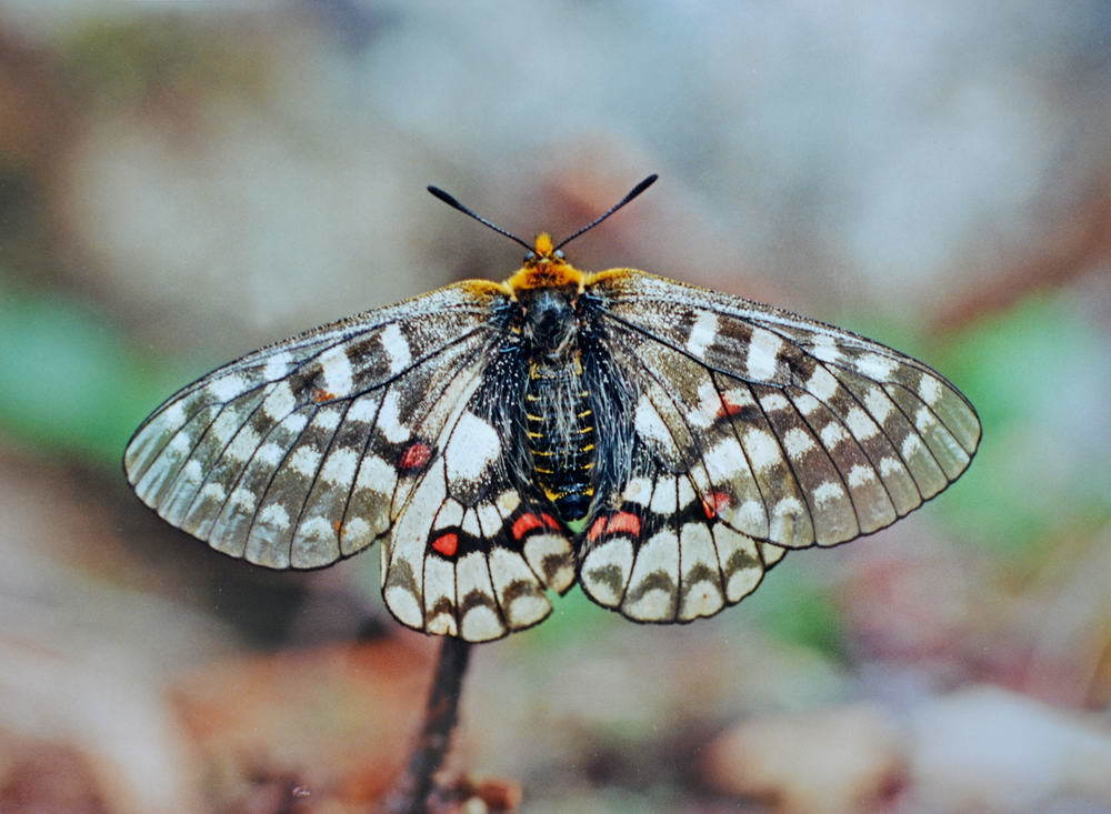 Eversmann's Parnassian (Parnassius eversmanni) (Wildlife of the United ...