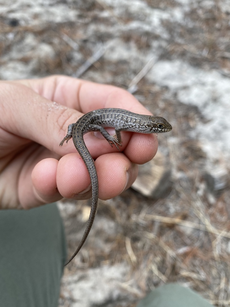 Cape Skink from Tokai Forest Reserve, Hout Bay, WC, ZA on March 07 ...