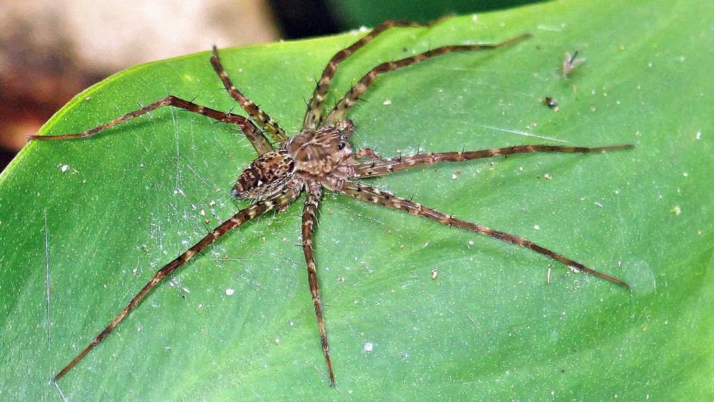 Wolf Spiders and Allies from Alto da Boa Vista, Rio de Janeiro - RJ ...