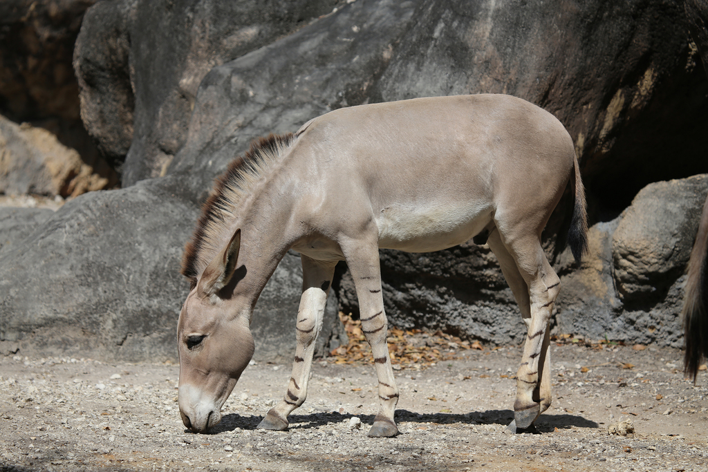 Somali Wild Ass (Equus africanus somaliensis) - Know Your Mammals