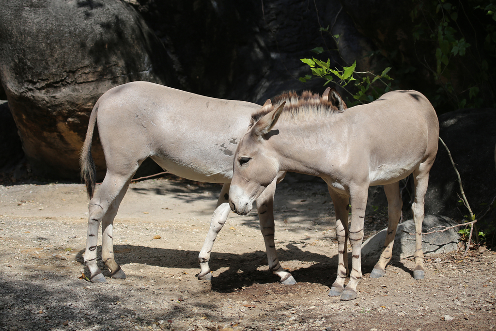 Somali Wild Ass (Equus africanus somaliensis) - Know Your Mammals