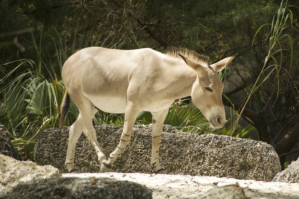 Somali Wild Ass (Equus africanus somaliensis) - Know Your Mammals