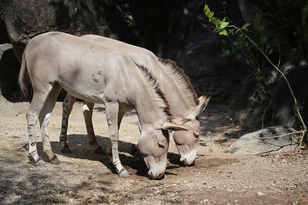 Somali Wild Ass (Equus africanus somaliensis) - Know Your Mammals