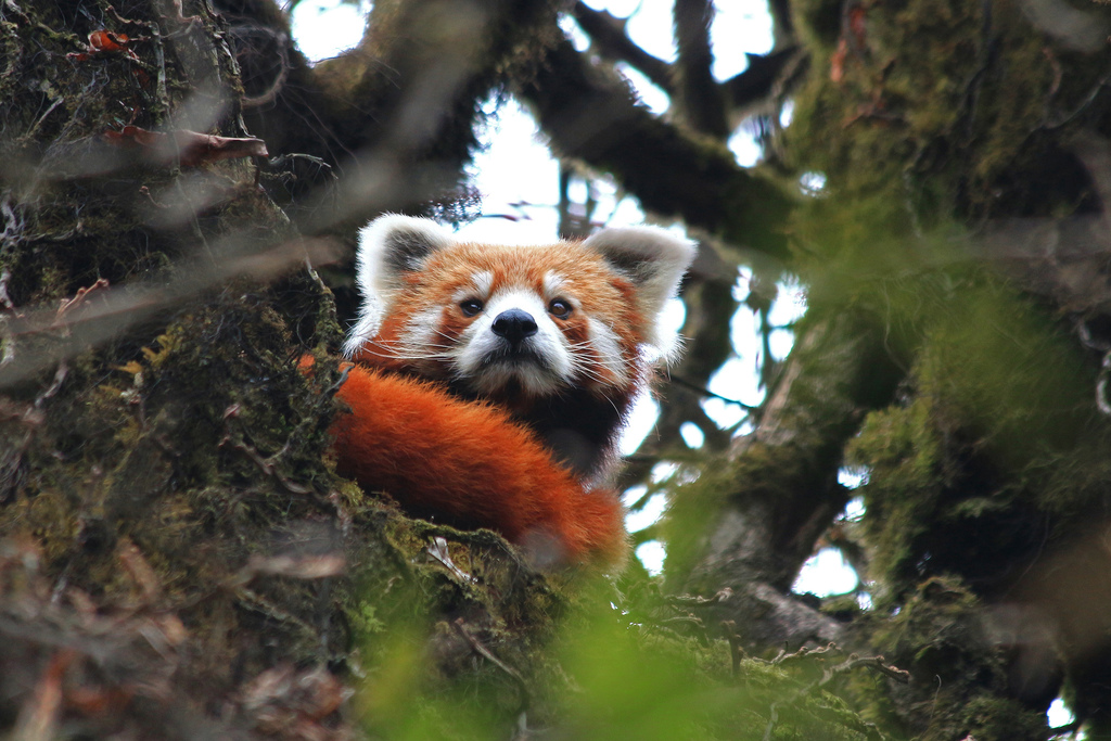 Red Pandas (Ailuridae) - Know Your Mammals
