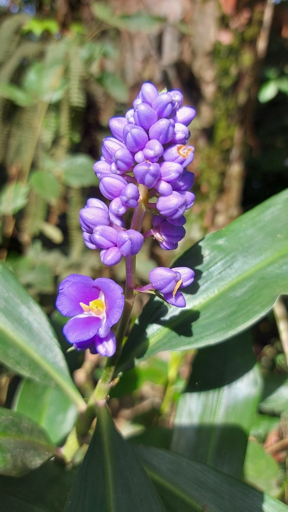 Blue ginger from Centro, Nova Veneza - SC, Brasil on March 7, 2021 at ...