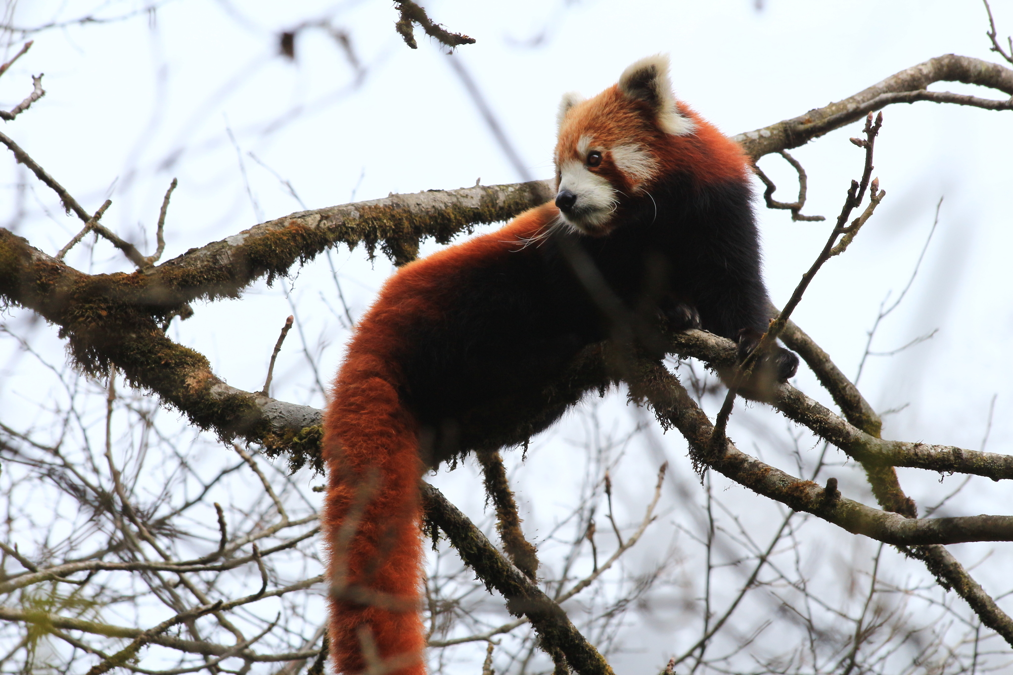 Ailurus fulgens F.G.Cuvier, 1825