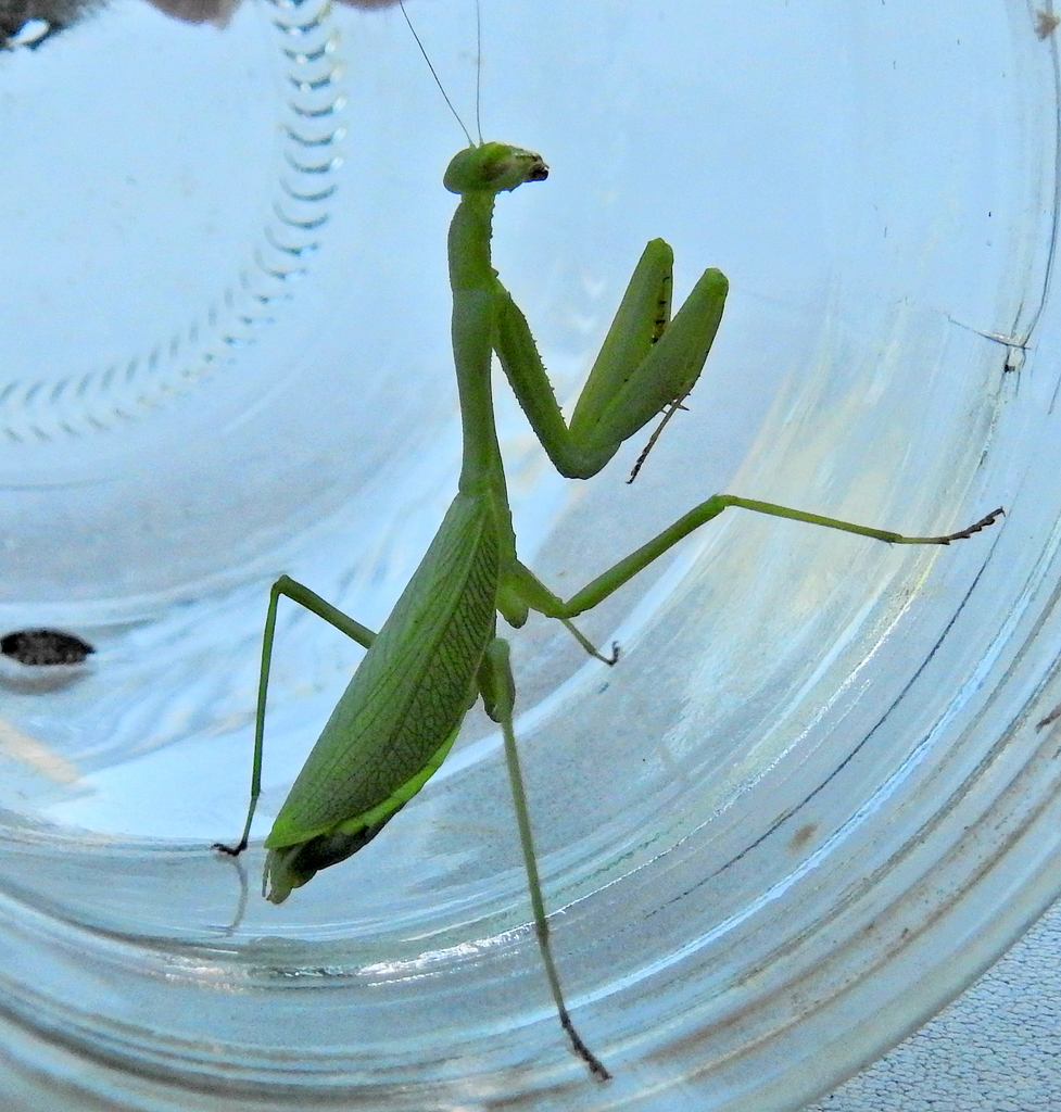 South African Mantis from Garden Route Botanical Garden on March 6 ...