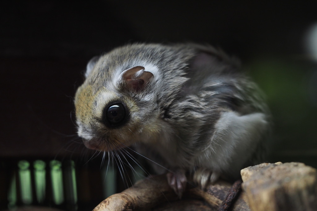 Palearctic Flying Squirrels (Pteromys) - Know Your Mammals