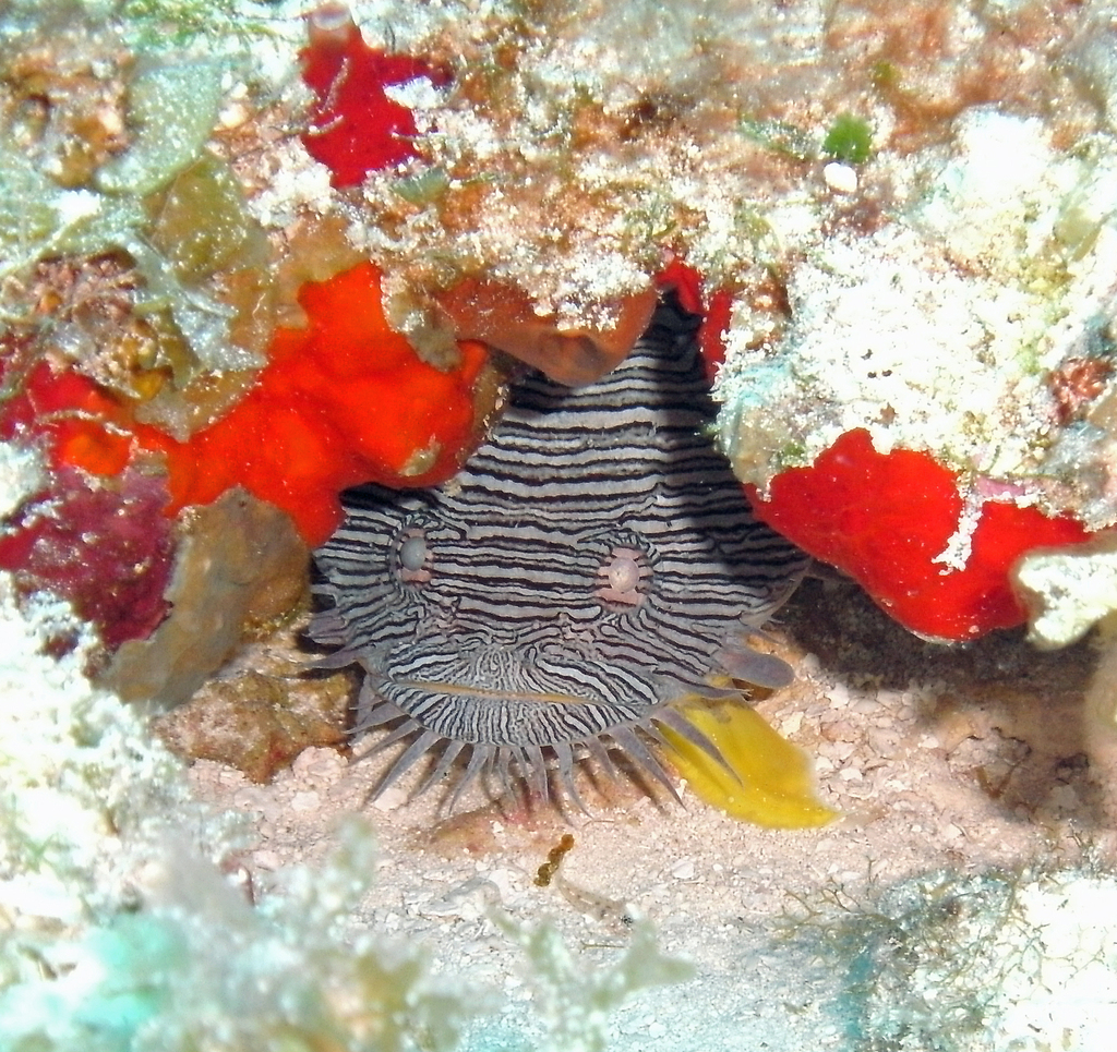 (Sanopus) - Marine Life Identification