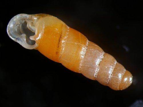 Huttonella bicolor (Gastropoda (snails and slugs) of the Chagos ...
