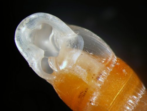 Huttonella bicolor (Gastropoda (snails and slugs) of the Chagos ...