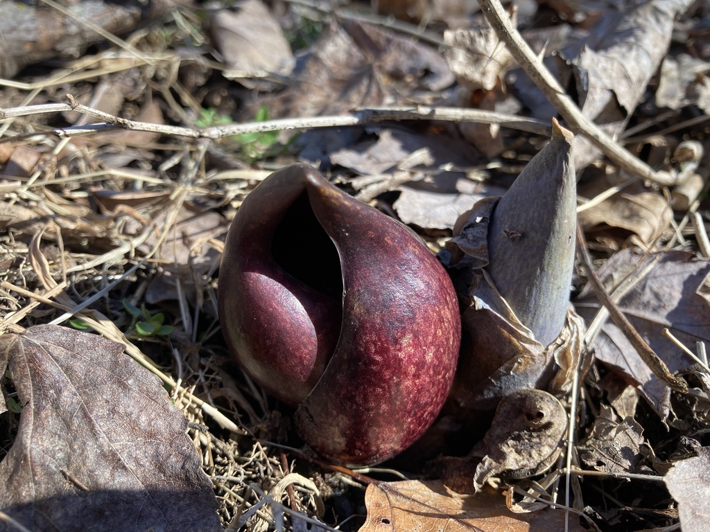 Eastern Skunk Cabbage from Garrison Forest Rd, Owings Mills, MD, US on ...