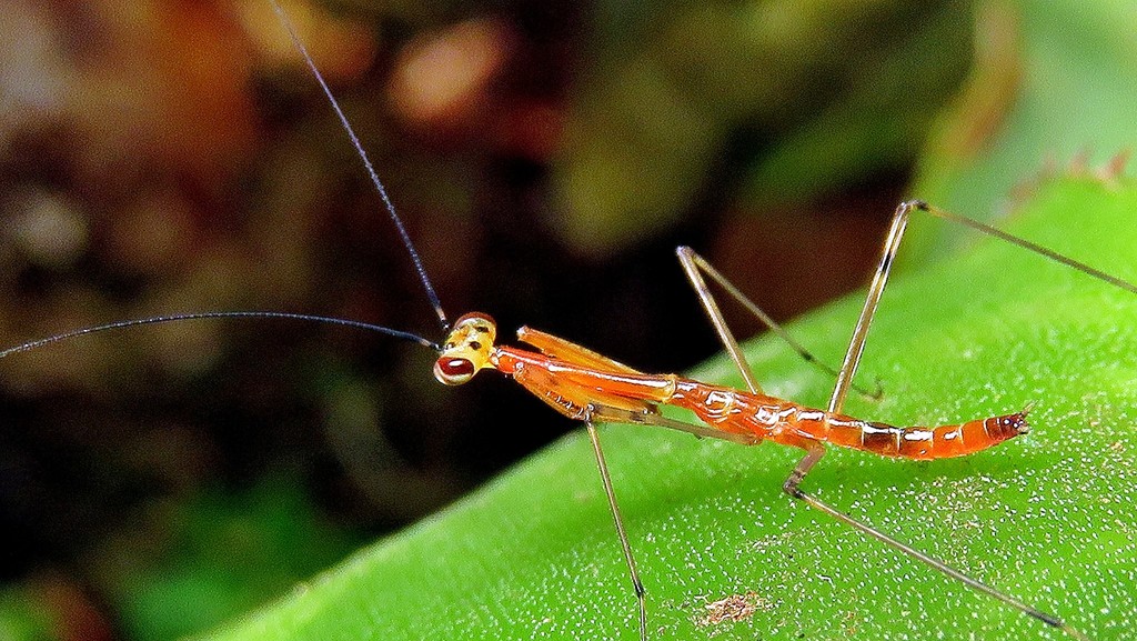 Hicetia breviceps from Alto da Boa Vista, Rio de Janeiro - RJ, Brasil ...