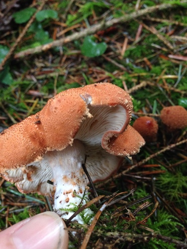 Cystoderma cinnabarinum · iNaturalist