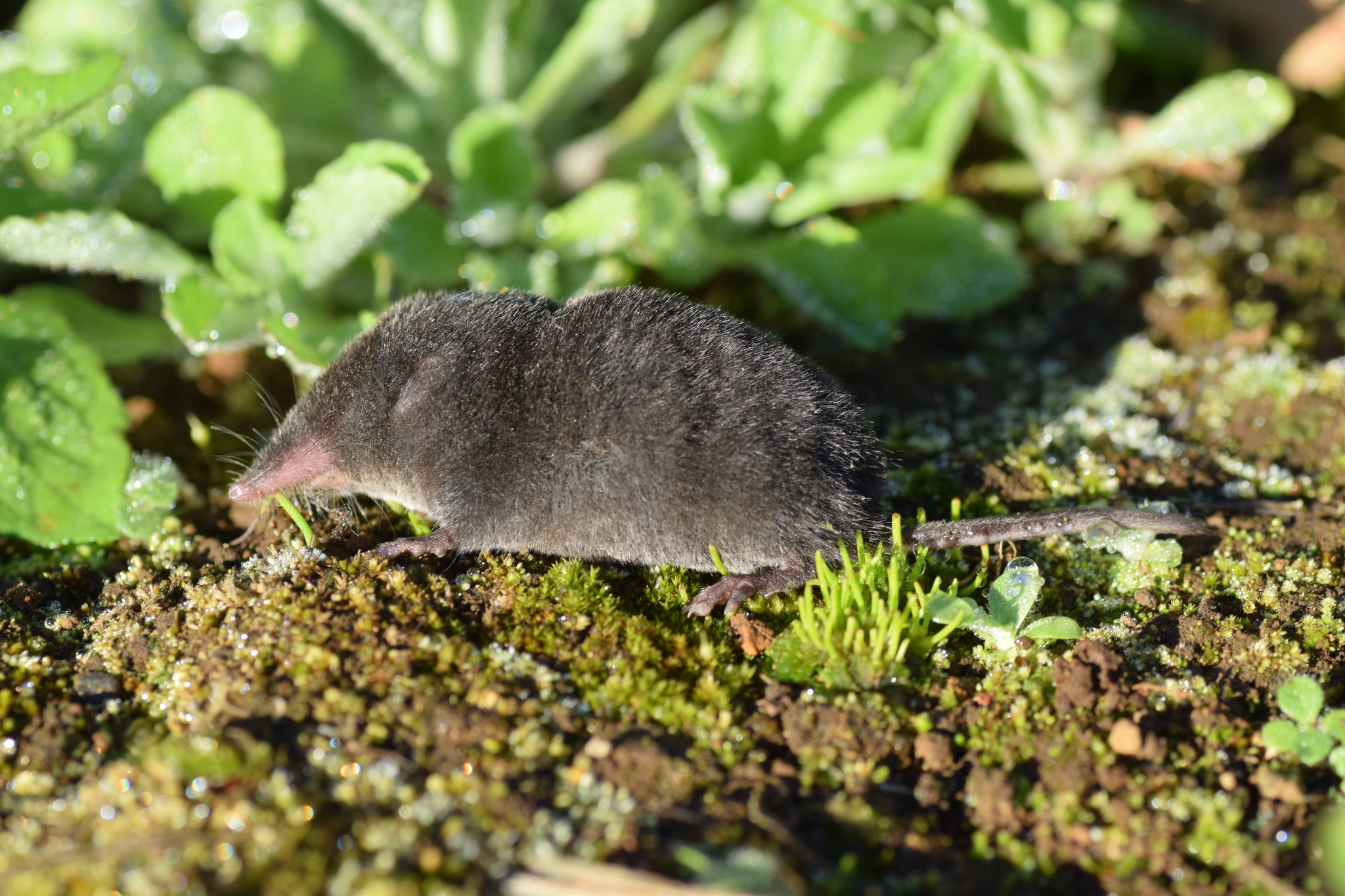 Cryptotis nigrescens (J.A.Allen, 1895)