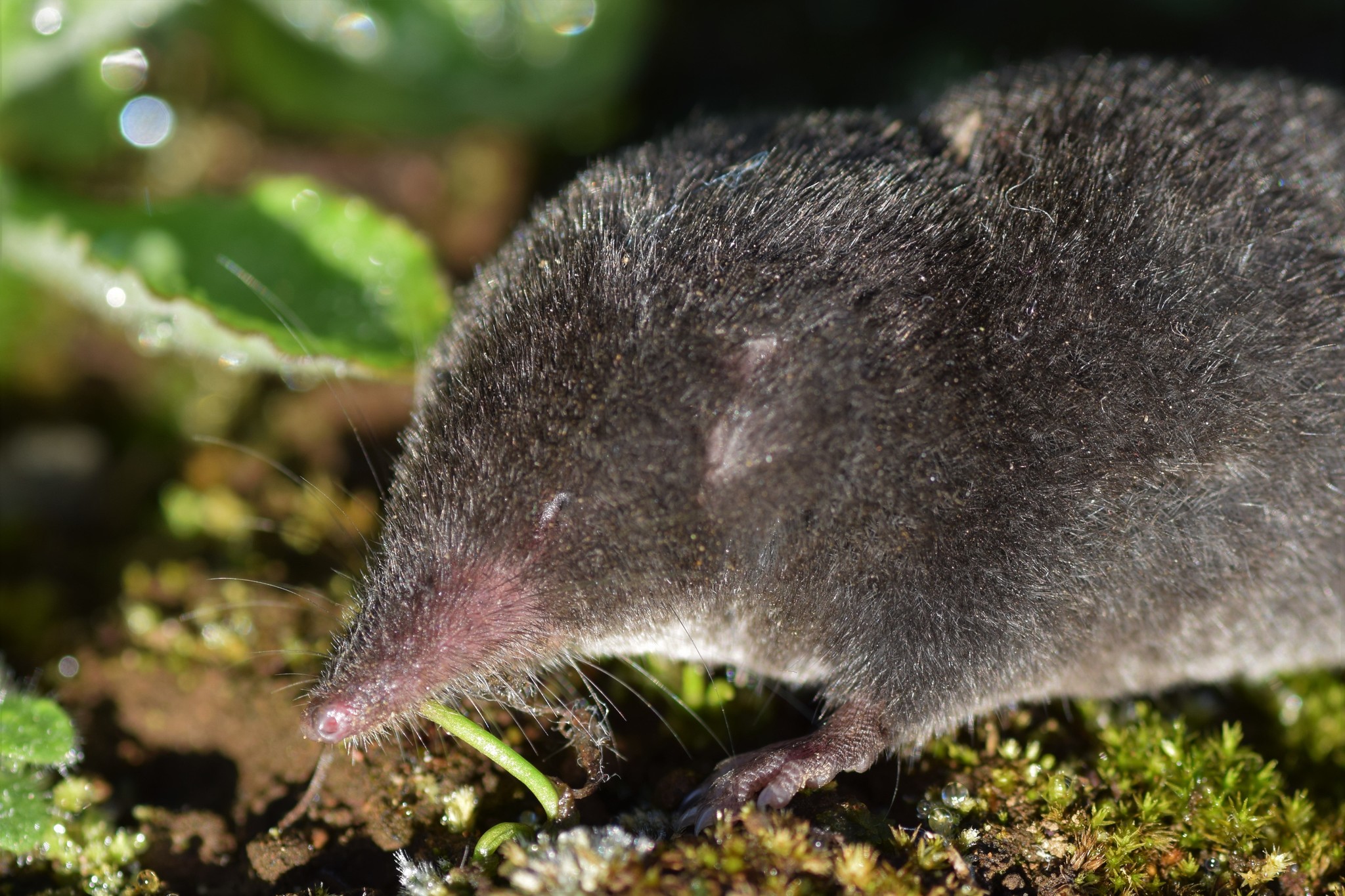 Cryptotis nigrescens (J.A.Allen, 1895)