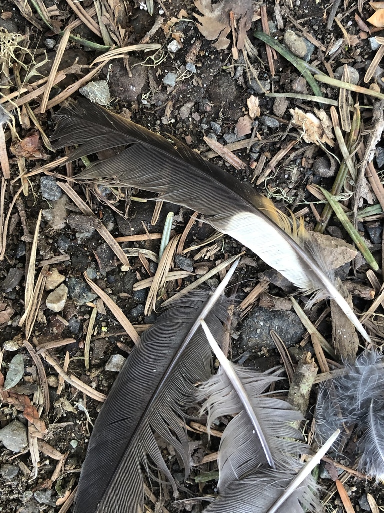 Varied Thrush from Tongue Point Rd, Port Angeles, WA, US on March 03 ...