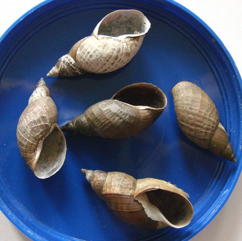 Stagnicola corvus · iNaturalist