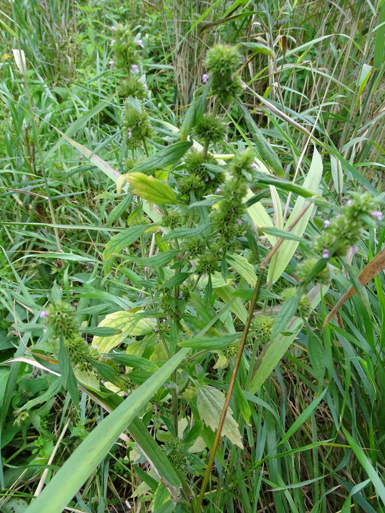 False Motherwort in September 2020 by Grzegorz Grzejszczak · iNaturalist