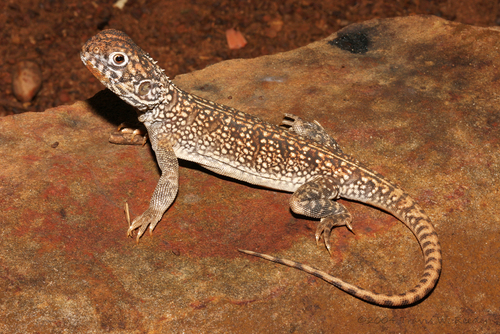 Central Netted Dragon (Bon Bon Fauna) · iNaturalist