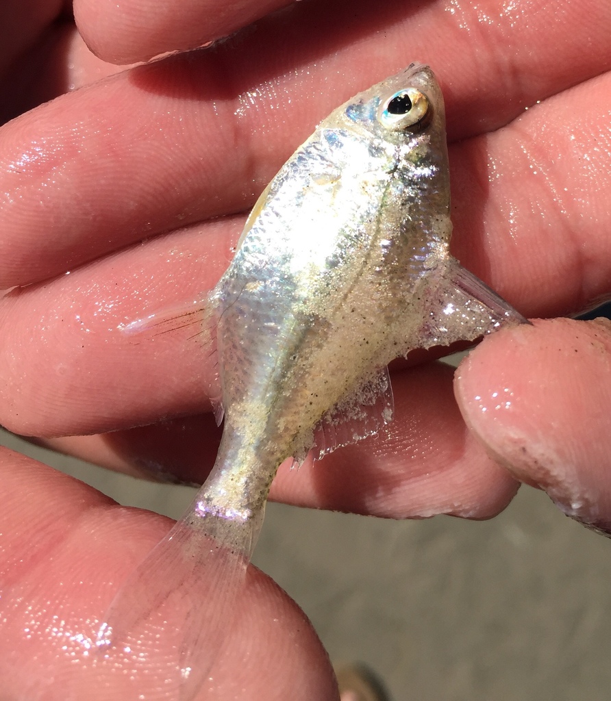 Irish Pompano (A Field Guide to the Fishes of Charlotte Harbor, Florida ...