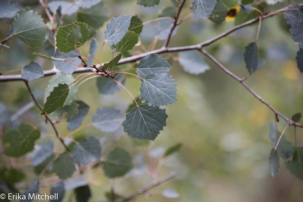Grey Poplar (Falkland Islands - Plants, Algae and Lichens) · iNaturalist