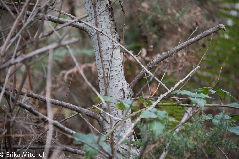 Grey Poplar (Populus × canescens) - Botanical Realm