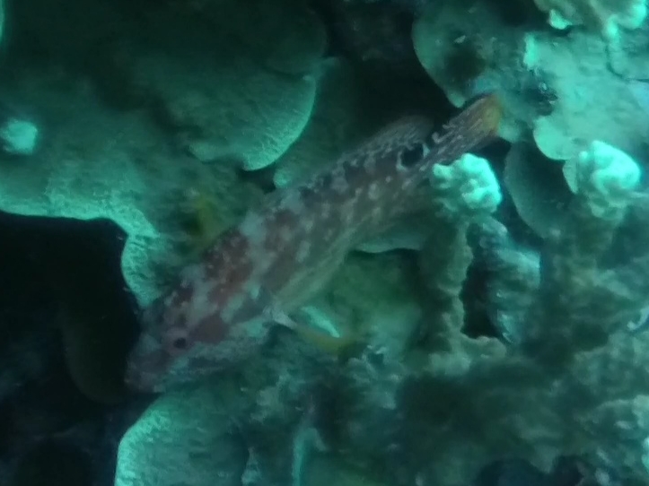 Cephalopholis leopardus (Lacepède, 1801)