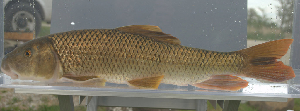 Chevalier jaune (Poissons d'eau douce du Québec ) · iNaturalist