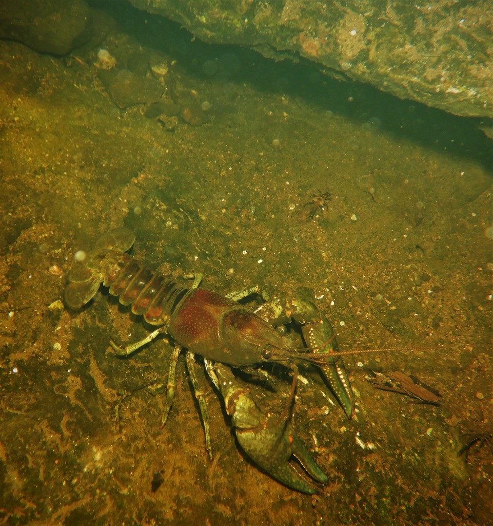 Rusty Crayfish from Leeds and Grenville United Counties, ON, Canada on ...