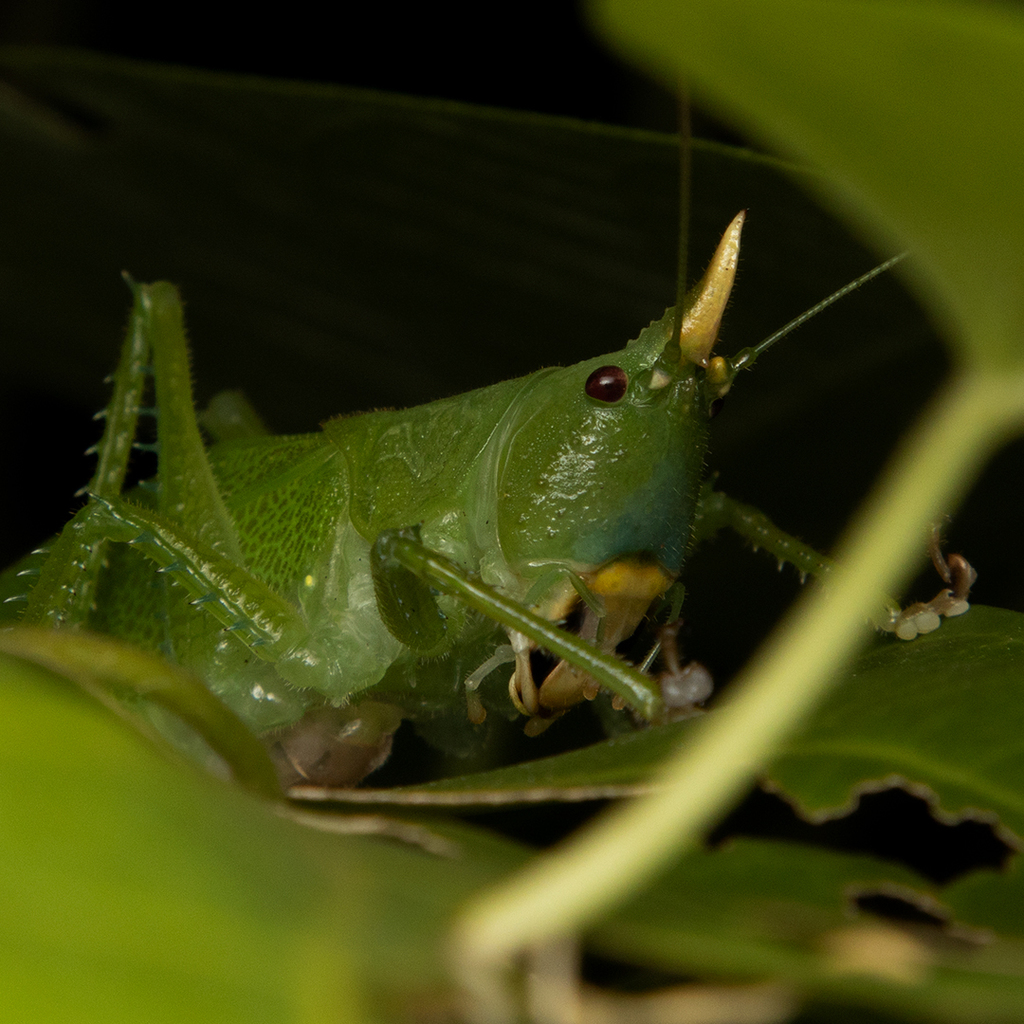 Copiphora brachyptera from Gávea, Rio de Janeiro - RJ, Brasil on ...