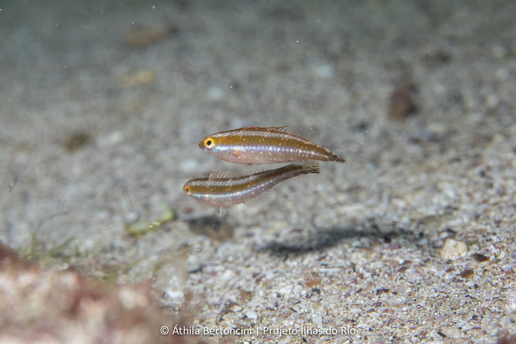 Bluelip Parrotfish (Cryptotomus roseus) - Marine Life Identification
