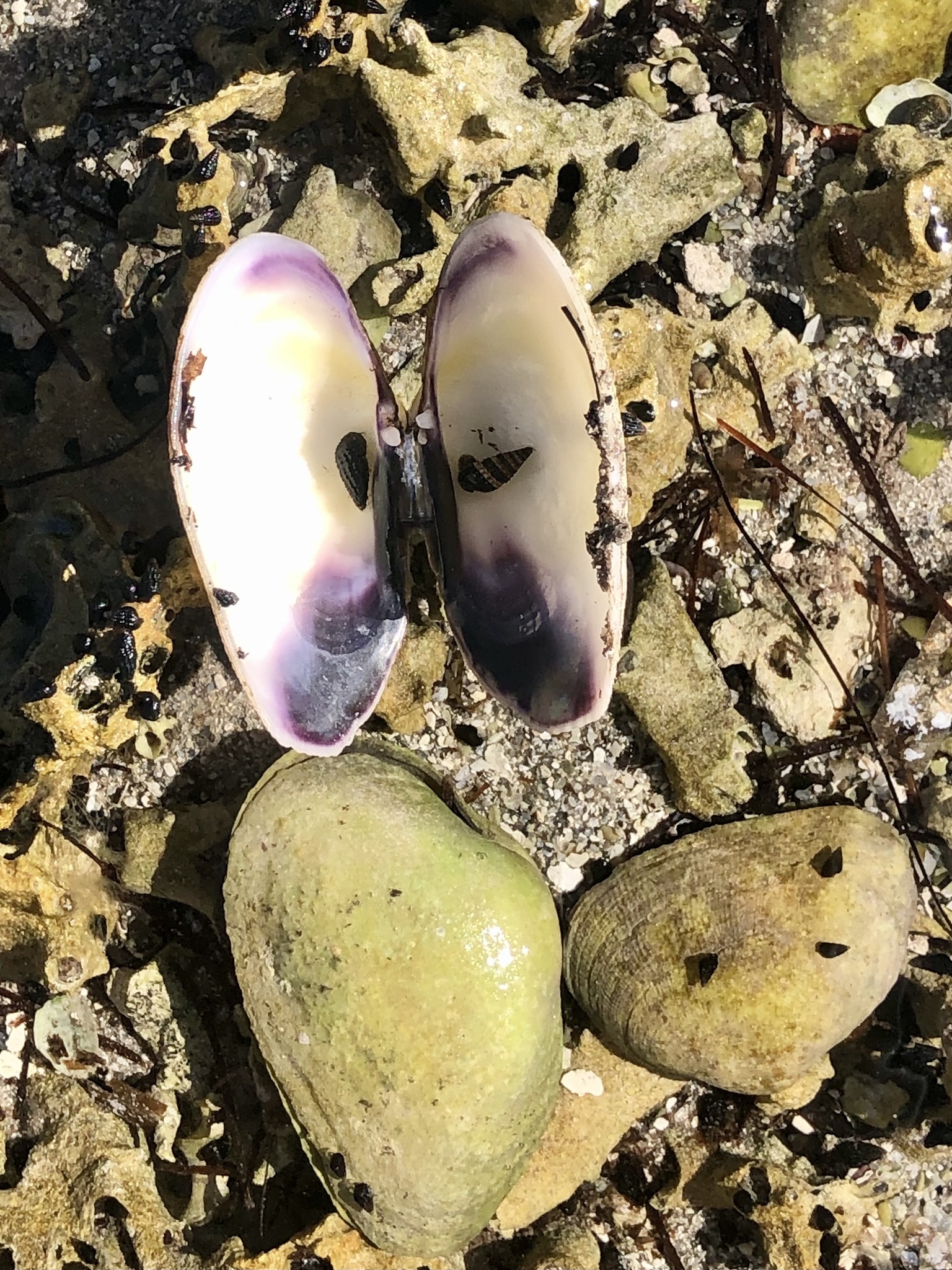 Asaphis deflorata (Linnaeus, 1758)