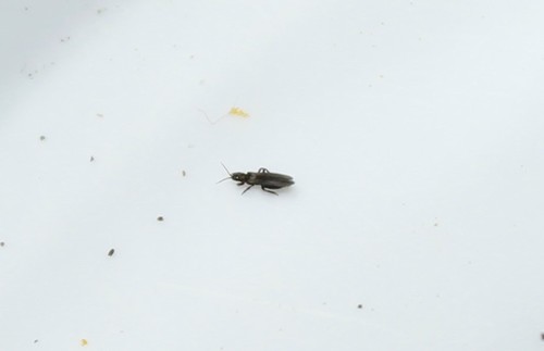 Thrips angusticeps · iNaturalist
