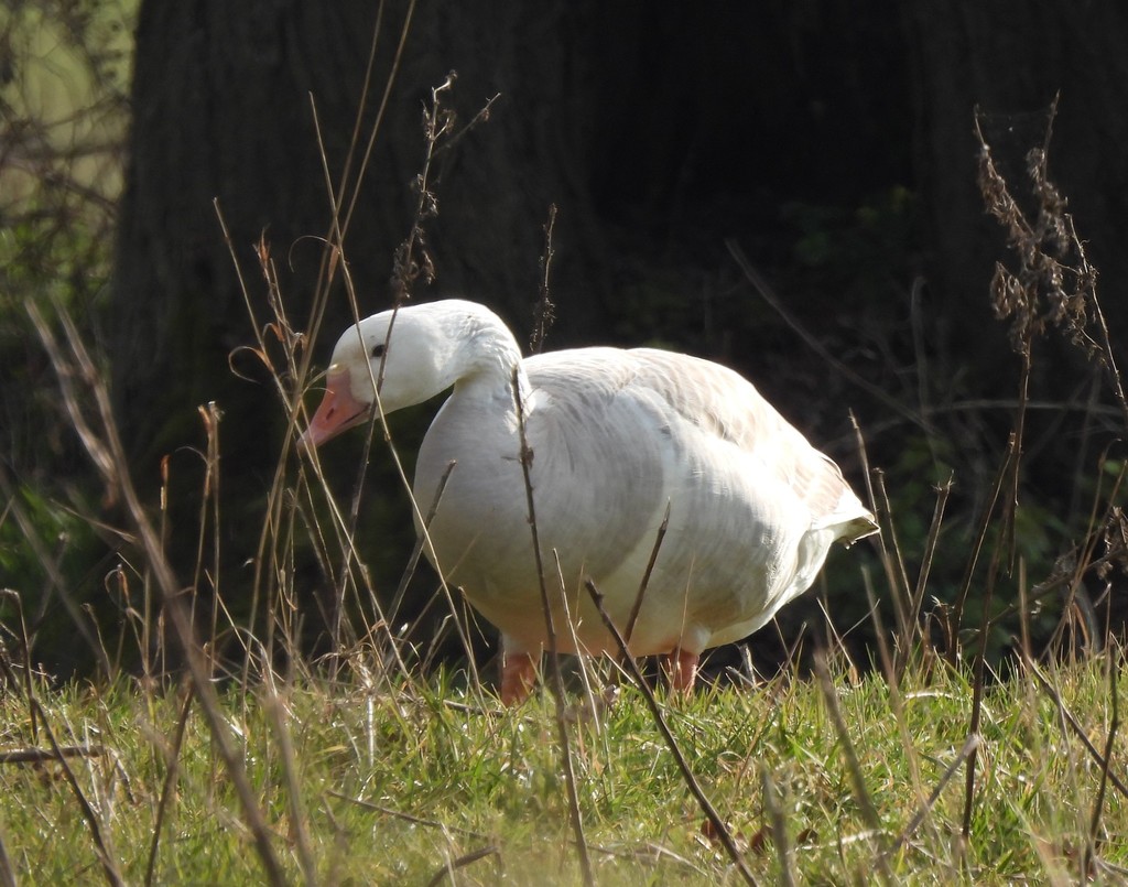 Ducks, Geese, and Swans from Ghent, Belgium on March 7, 2021 at 03:35 ...