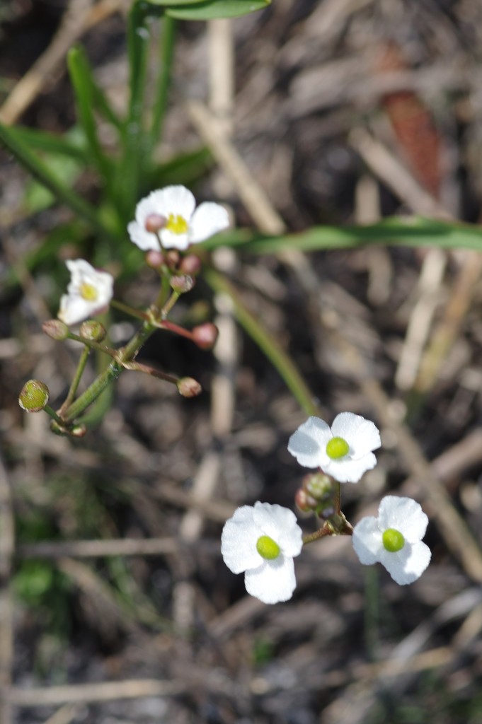 Grass-leaved Arrowhead from Tosohatchee Wildlife Management Area ...