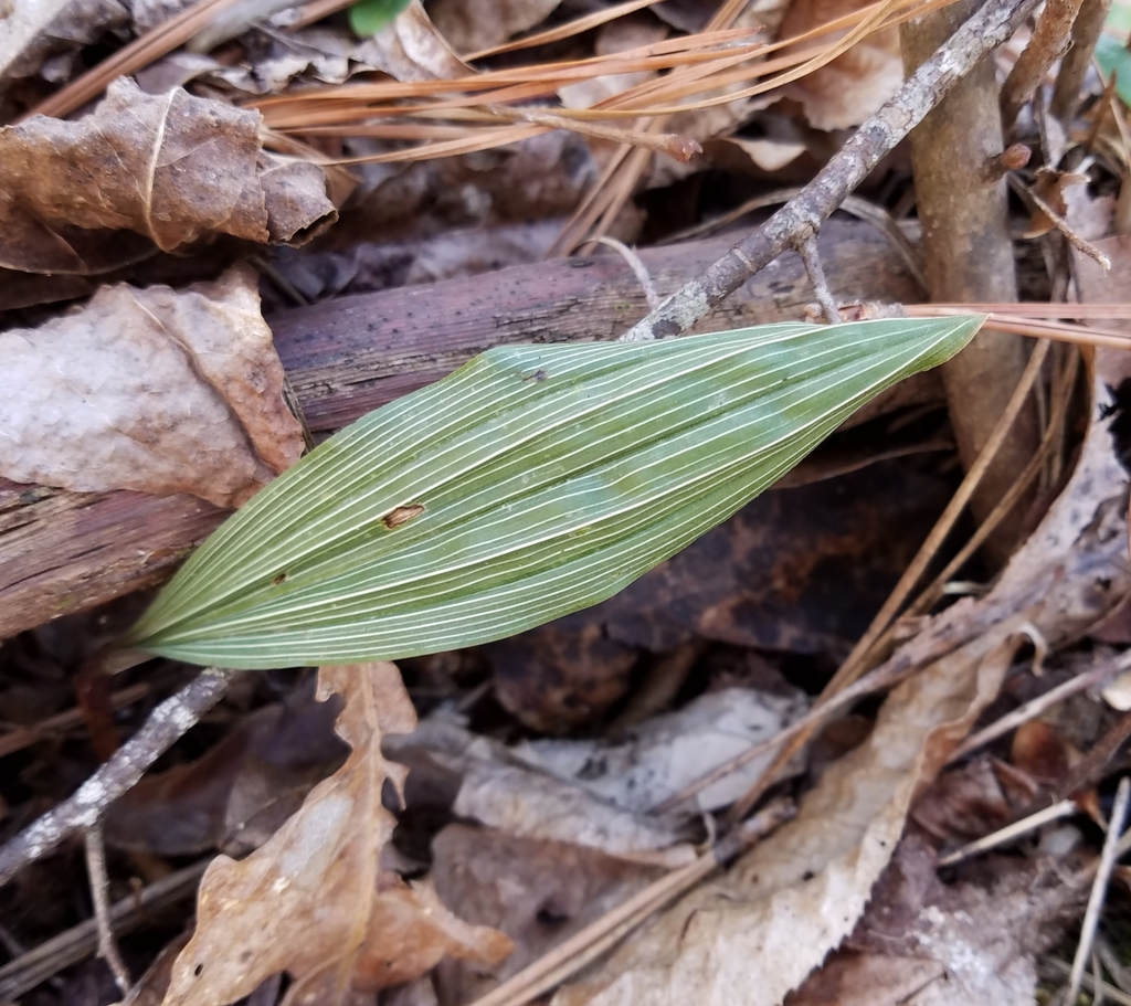 putty root in March 2021 by karenandphillip · iNaturalist