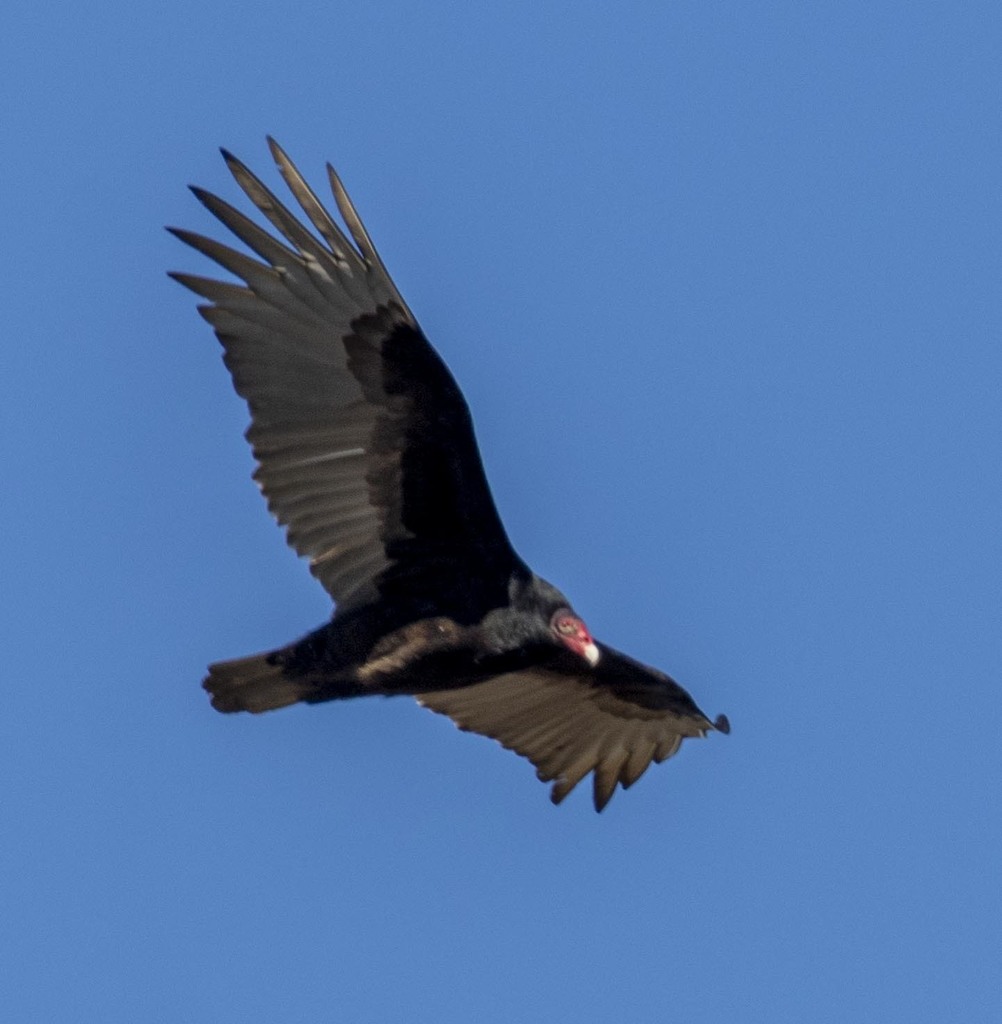 Turkey Vulture from Centerville, OH, USA on March 07, 2021 at 04:28 PM ...