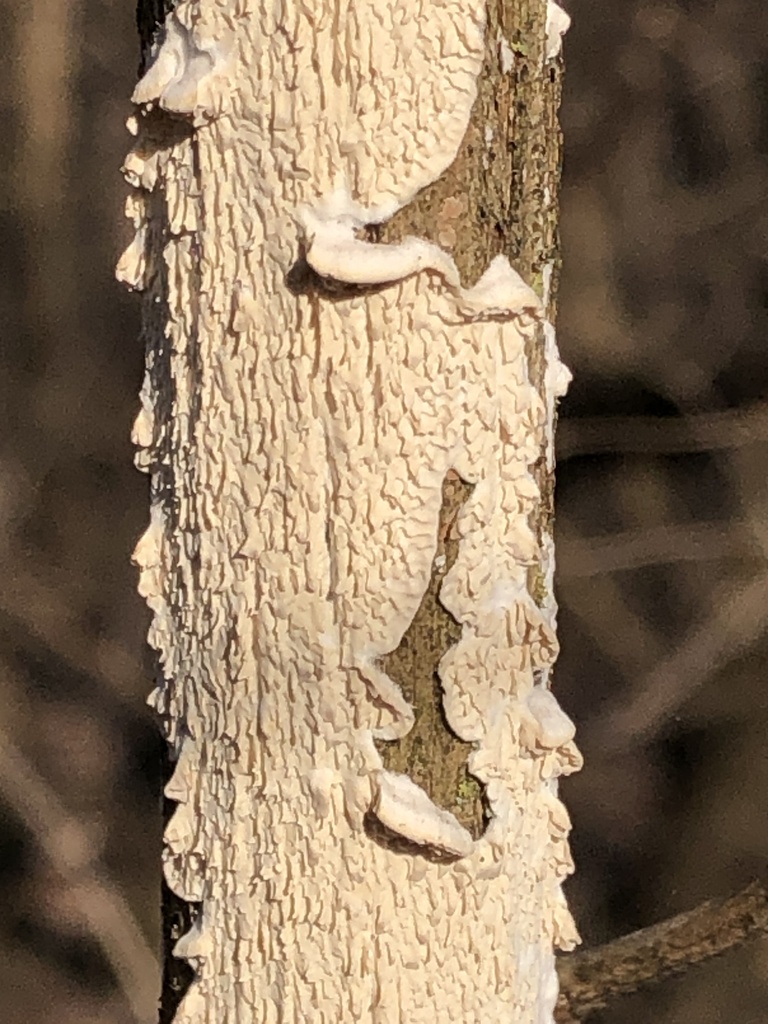 Milk-white Toothed Polypore from Olive Blvd, Chesterfield, MO, US on ...