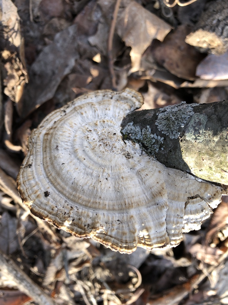 Gilled Polypore from Spyglass Summit Dr, Chesterfield, MO, US on March ...