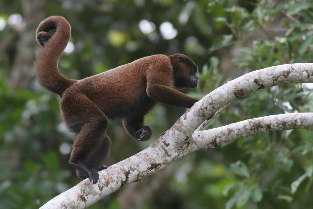 Common Woolly Monkey in November 2019 by Jan Ebr · iNaturalist