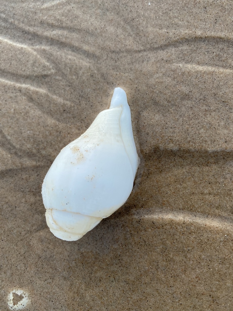 Brazilian chank shell in March 2021 by Tim Hirsch · iNaturalist
