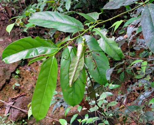 Genus Cranidium · iNaturalist