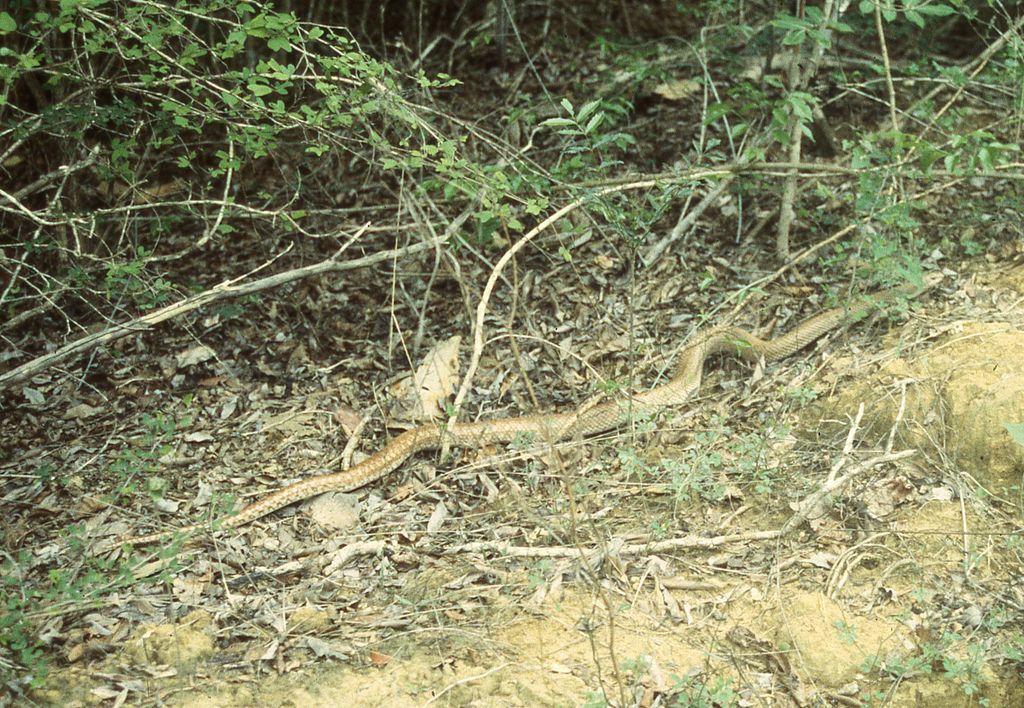 Reticulated Hognose Snake from Morondava, Madagaskar on January 9, 1997 ...