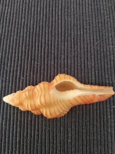 Polygona infundibulum · iNaturalist Mexico