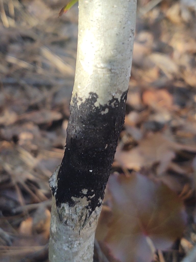 Septobasidium fumigatum from 3, VA 24219, USA on March 7, 2021 at 04:48 ...